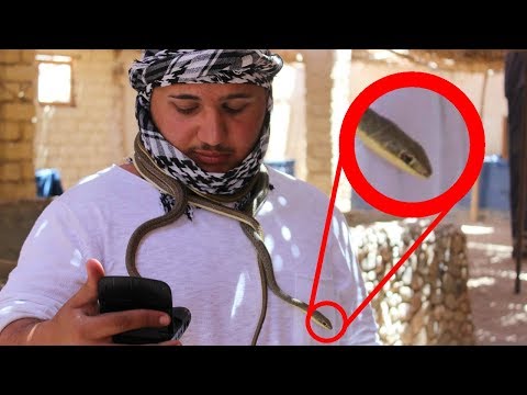 KAMPF MIT GEFÄHRLICHER SCHLANGE ! - ÄGYPTEN VLOG 2017 (Teil 2) | ALI