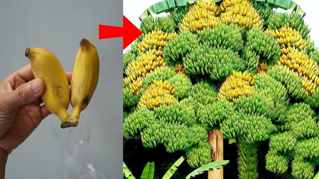 The technique of growing bananas with fruit gives rooting and growing ...