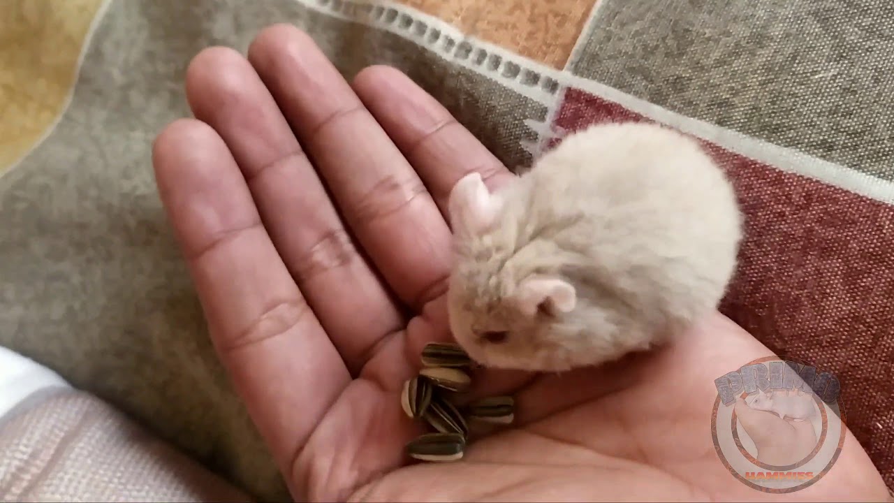 Campbell Dwarf Hamster (Champagne Rex) - YouTube