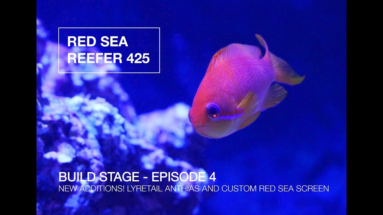 RED SEA REEFER 425 BUILD SERIES - Episode 4 - NEW ADDITIONS & CUSTOM ...