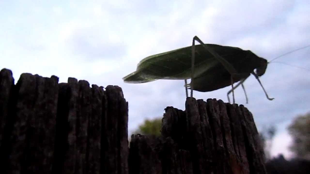 Cool! noise making BUG! - YouTube