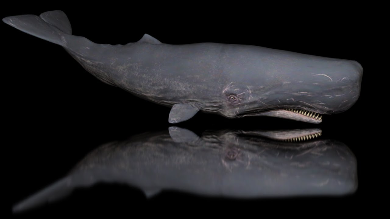Sperm Whale Youtube