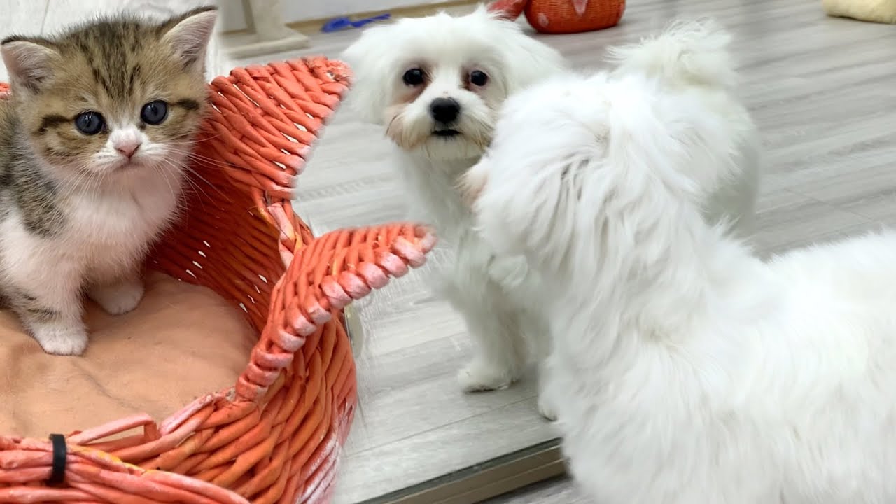 Kittens and a cat do not recognize a puppy after a haircut - YouTube