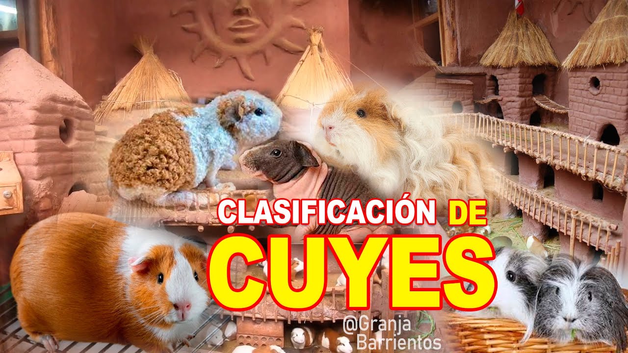 Clasificación de los cuyes por la INIA - YouTube