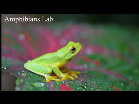 Amphibians Lab - YouTube