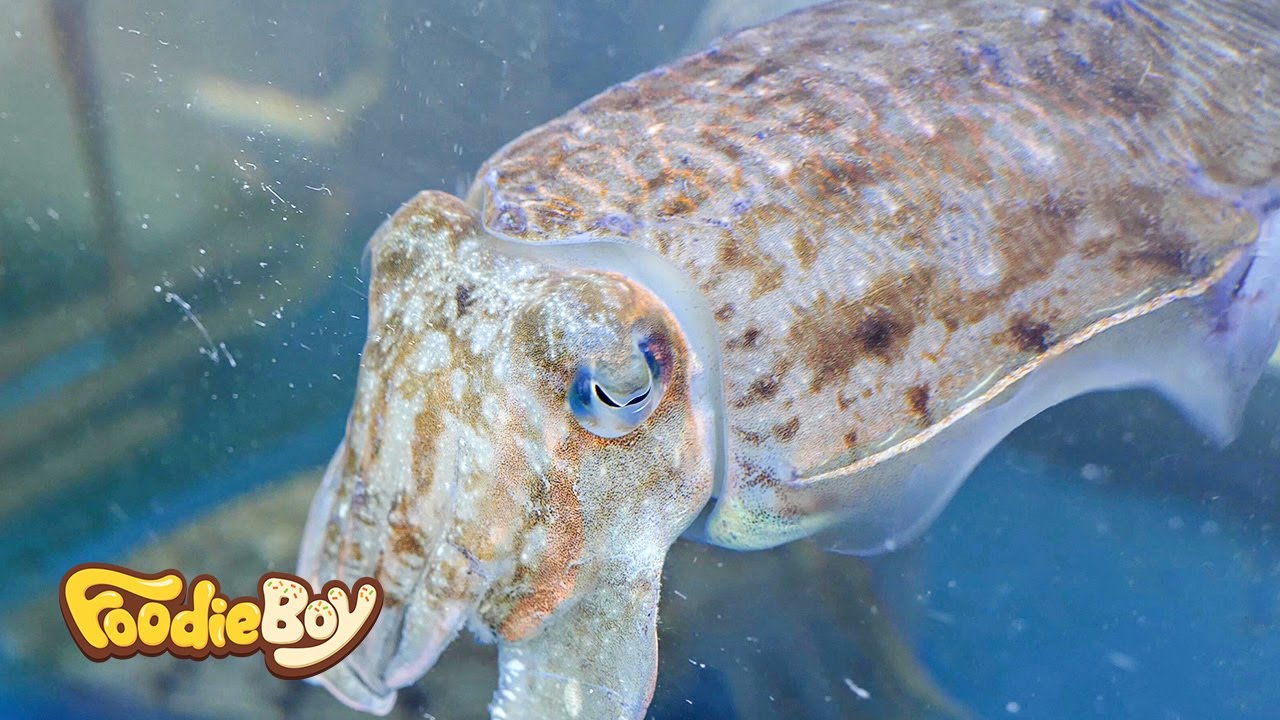 갑오징어 / Sliced Cuttlefish - Korean Street Food / 부산 부평동 독도꽃새우 길거리 음식 ...