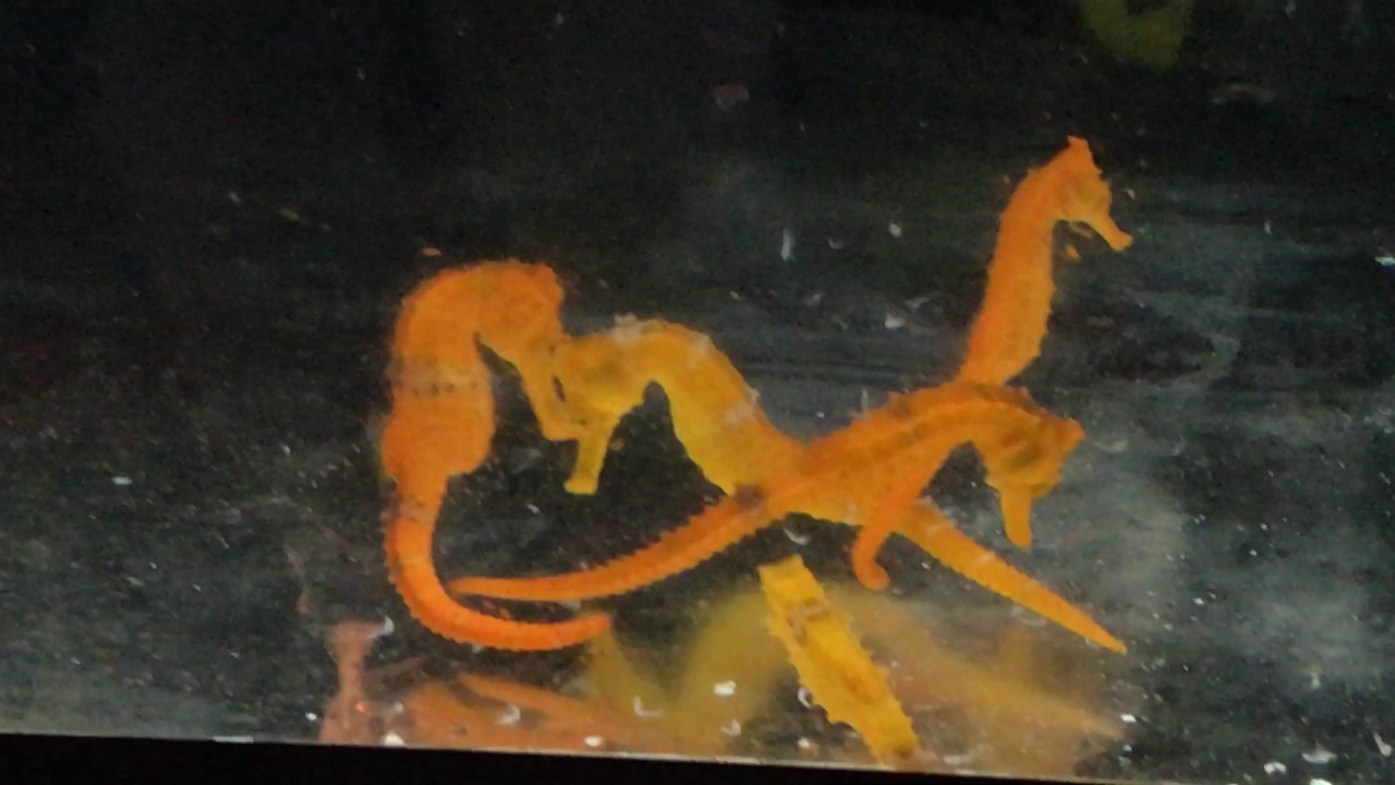 Orange Seahorse feeding on frozen food - YouTube