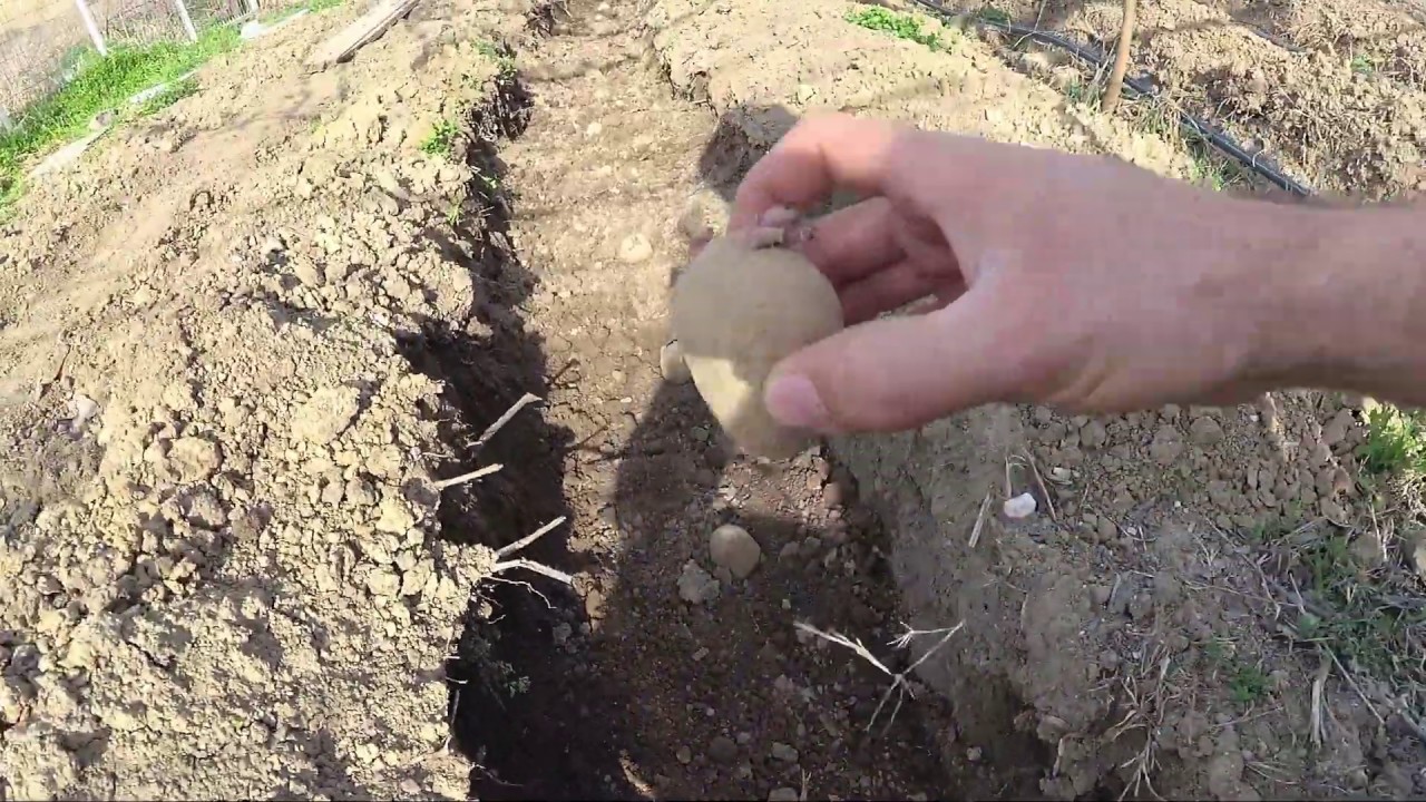 Φύτεμα πατάτας 2019 (1ο) στάδιο - YouTube
