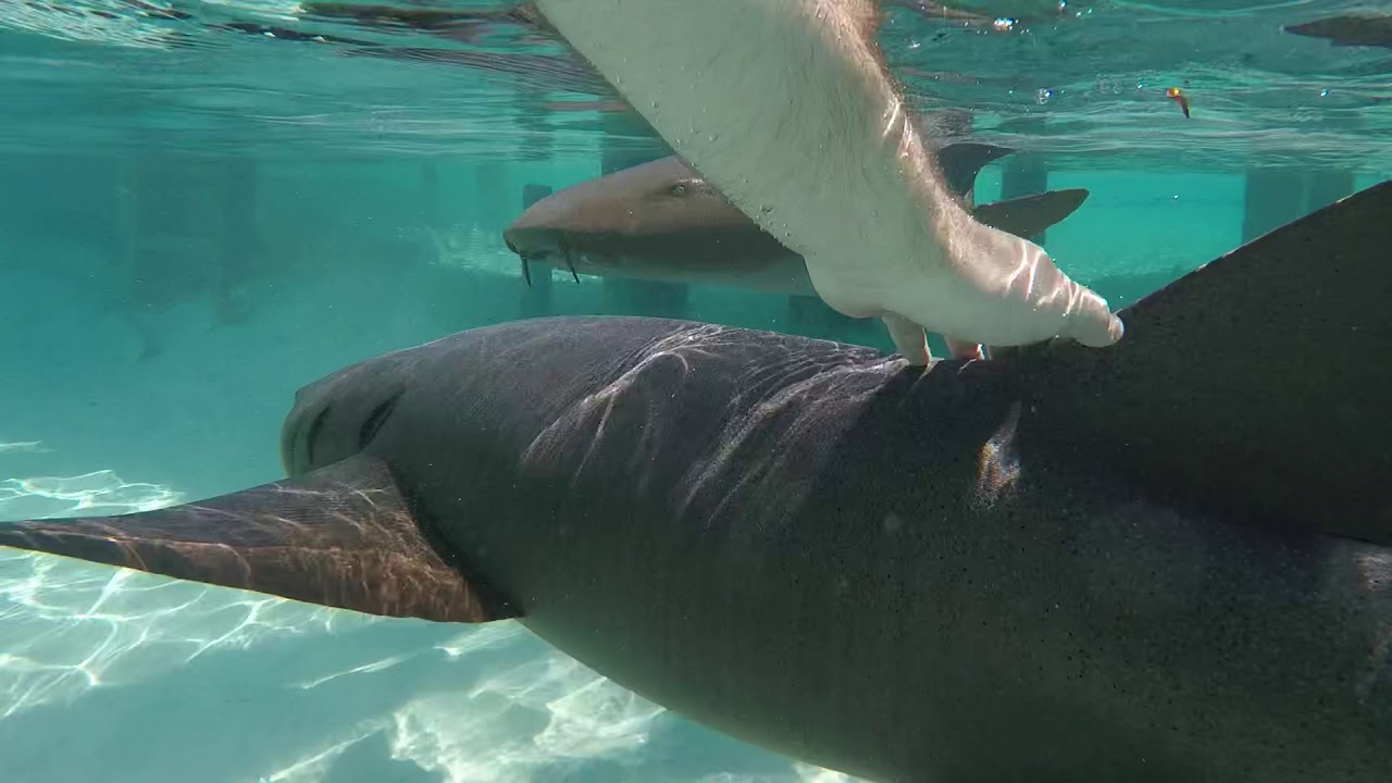 Nurse sharks at Compass Cay - Bahamas - YouTube