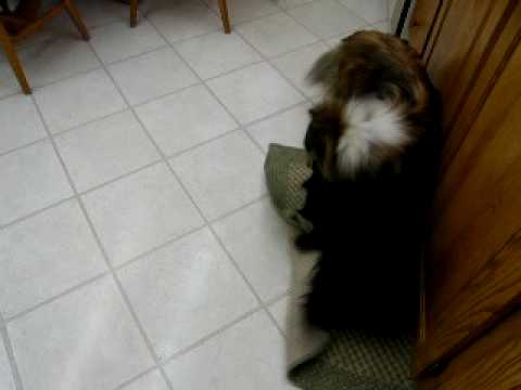 Molly and Brody playing - YouTube
