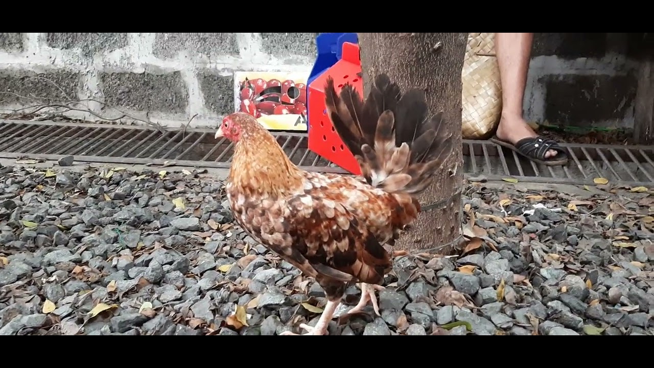 SEP 22 2024 bilihan ng bantam at Manok panabong sa Malabon - YouTube