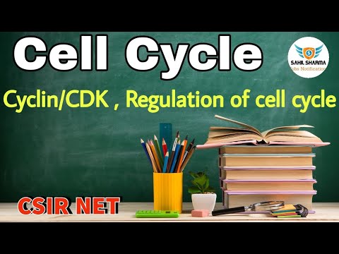 Cell cycle Regulation|Role of cyclin/CDK in cell cycle|cell cycle types ...