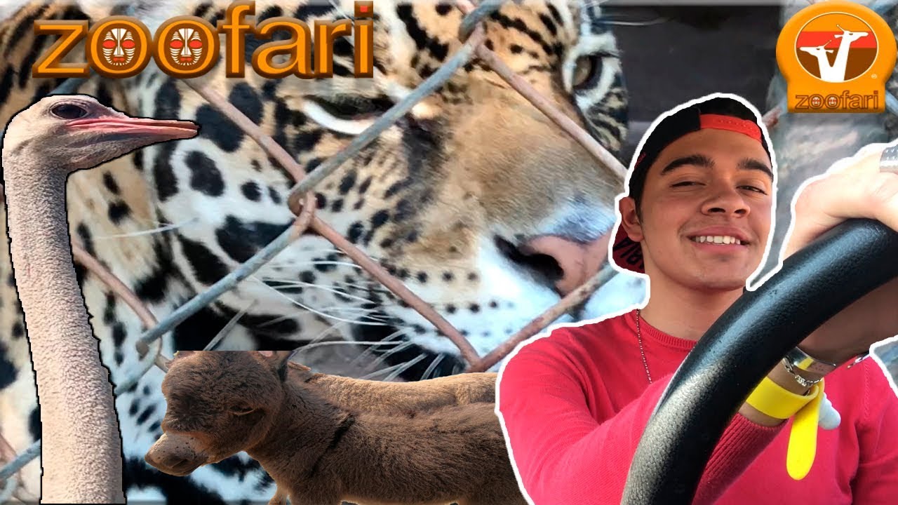ZOOFARI la AVENTURA desde el CARRO - YouTube