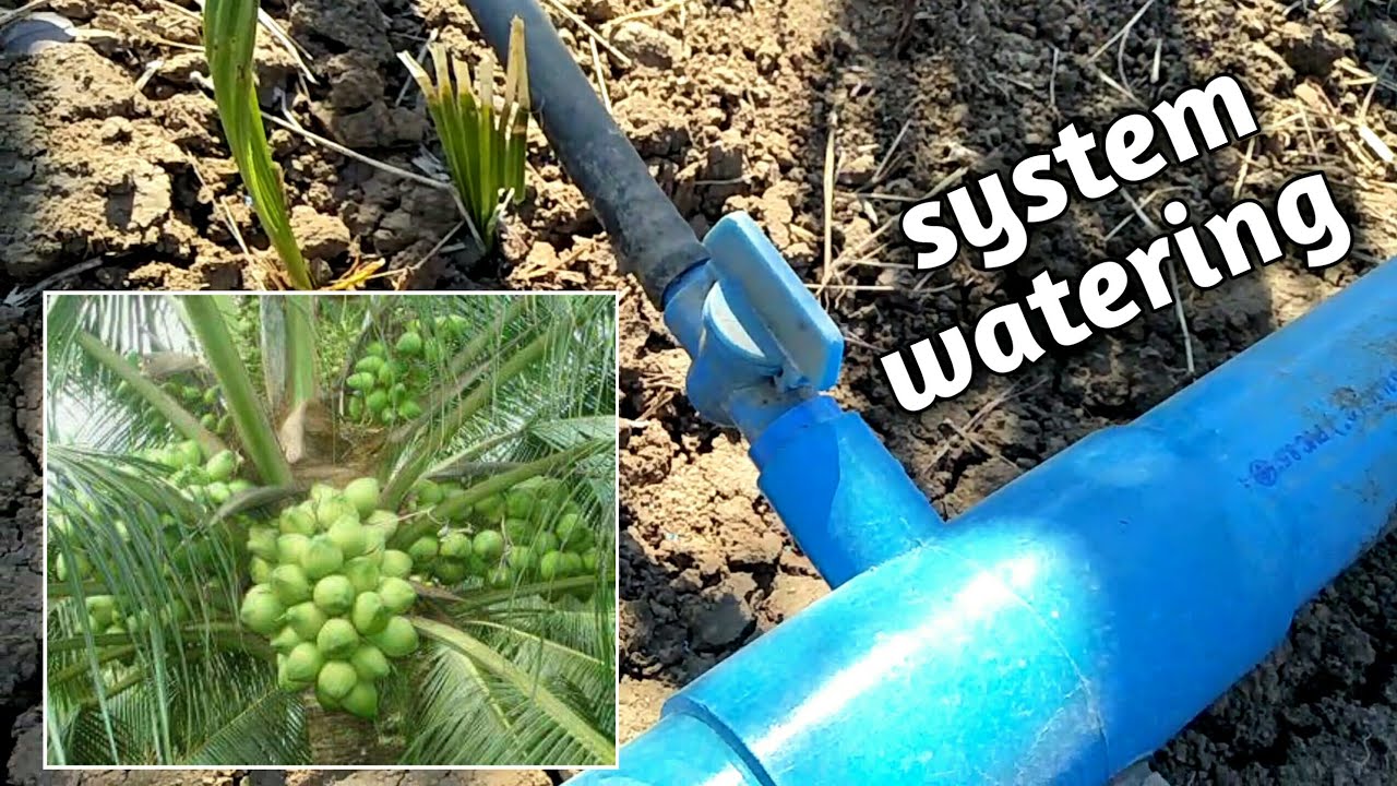 Prepare water system for coconut crop - YouTube