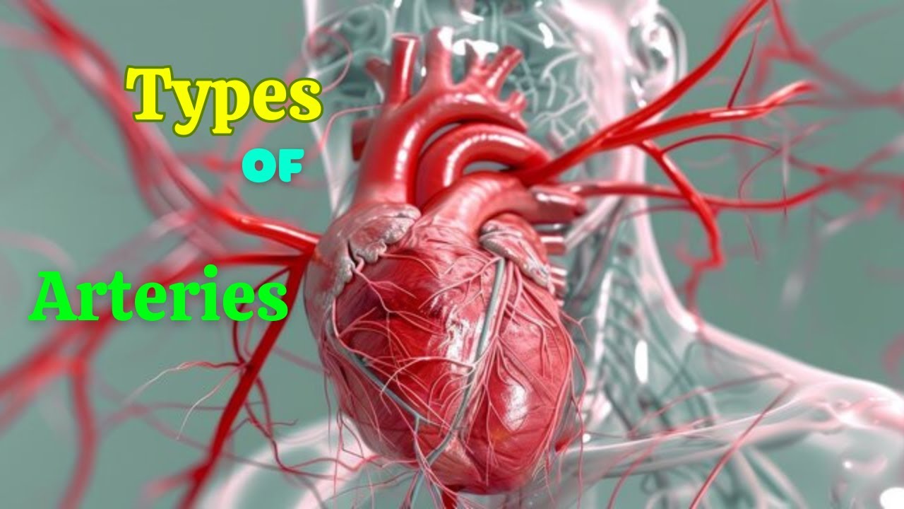 Types of Arteries | BD Chaurasia | chapter 5 CVS. - YouTube