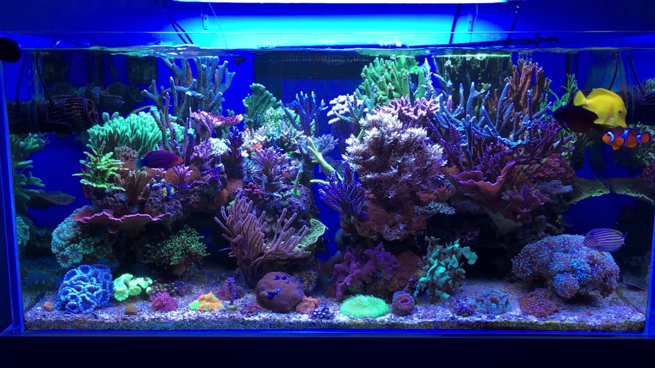 Aquaforest based SPS dominated tank - YouTube