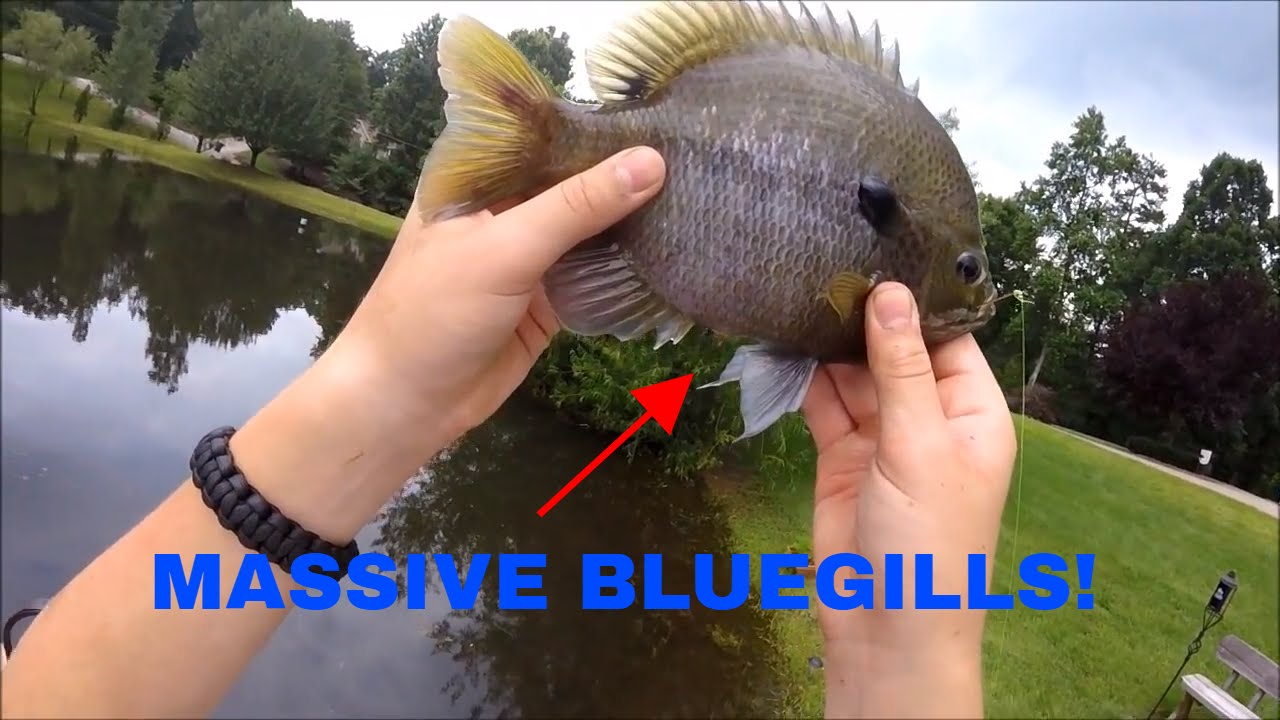 Fishing for MASSIVE pond Bluegills! ( 2 Pounder) - YouTube