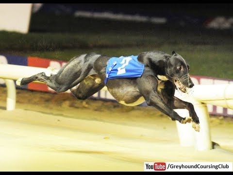 racing dogs 2018 | greyhound race in Pakistan | greyhounds - YouTube