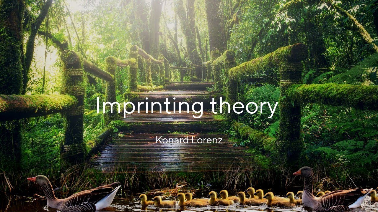 Imprinting ? 🐣animal behaviour 🔥| imprinting theory | Konard Lorenz ...