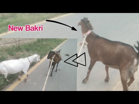 New Bakri A Ga I Setup Pr Surprise ️ - YouTube
