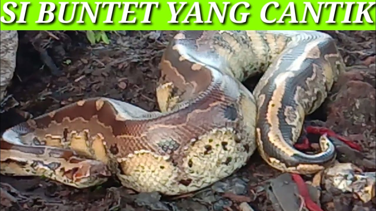 CANTIKNYA ULAR PYTHON BUNTET ENDEMIK BORNEO||PYTHON BESAR BUNTET HASIL ...