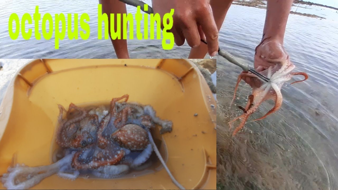 Pinaka mabisang pama-in ng red Octopus tabugok | ulo nang tamala - YouTube