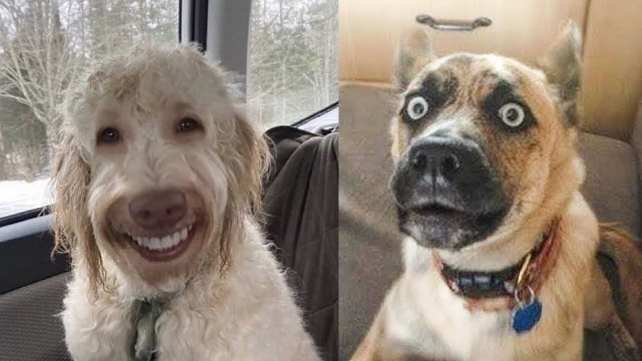 1 HOUR 🤯 DOGS BEING DOGS! (Best Funny Moments) 🤣 - YouTube