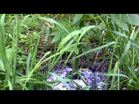 Meet my plants (Easy Sativa) - YouTube