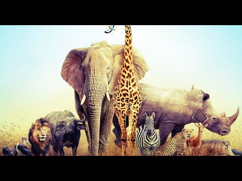 Animals and their offspring - YouTube