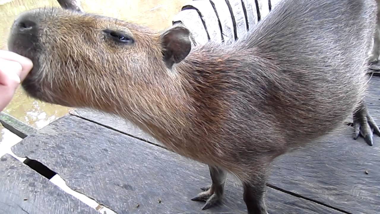 Kabybara in Orinoco Delta - YouTube