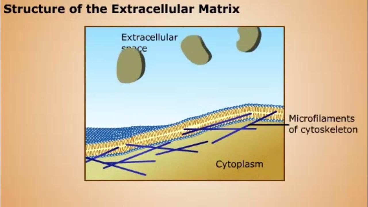 Functions of Extracellular Matrix - YouTube