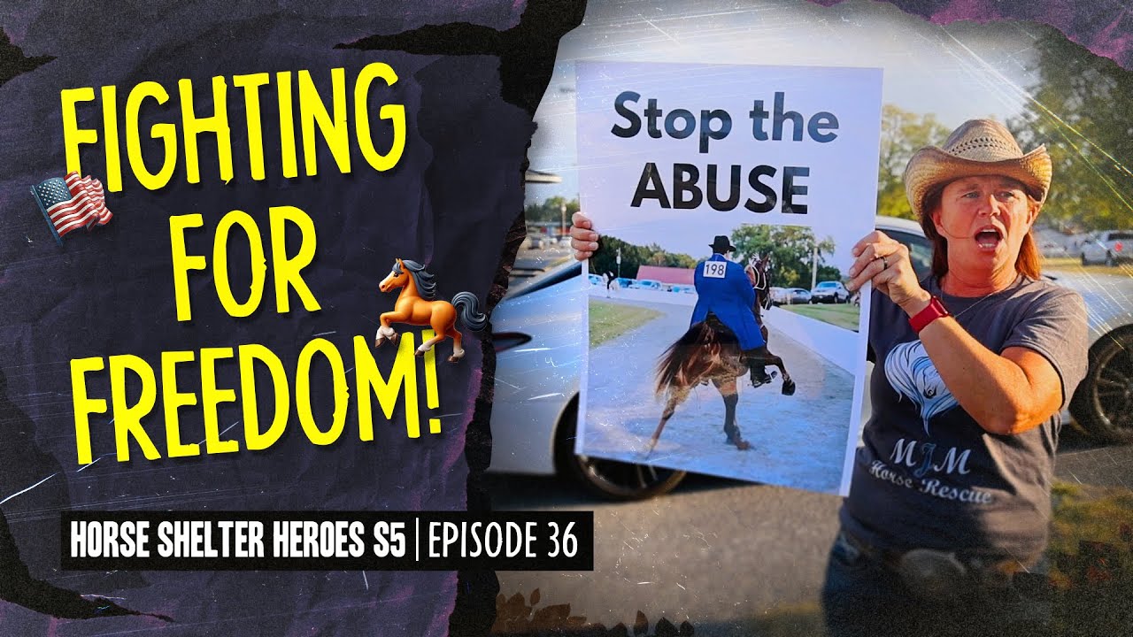 Horse Shelter Heroes S5E36 - Fighting for Freedom! - YouTube