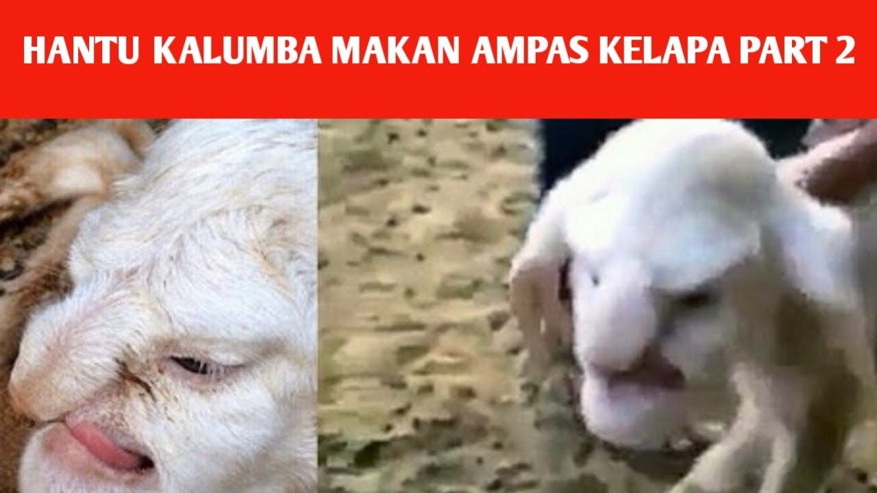 Hantu KALUMBA MAKAN AMPAS KALAPA, Part 2|Ekspedisi Merah Gorontalo ...