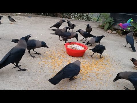 Crow birds loudly crowing sounds | Huge numbers of crows crowing and crying sounds P1427 - YouTube