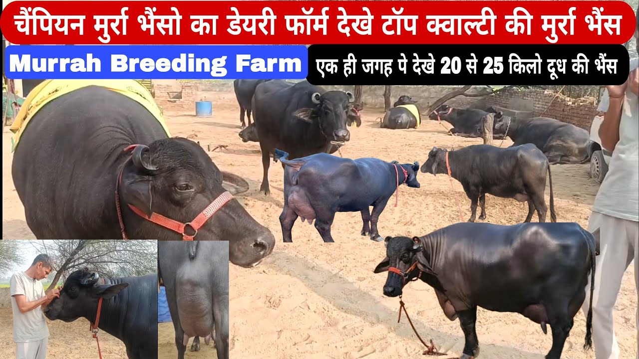 Murrah Breeding Farm || यहां मिलेगी 20 से 25 किलो दूध वाली मुर्रा भैंस ...