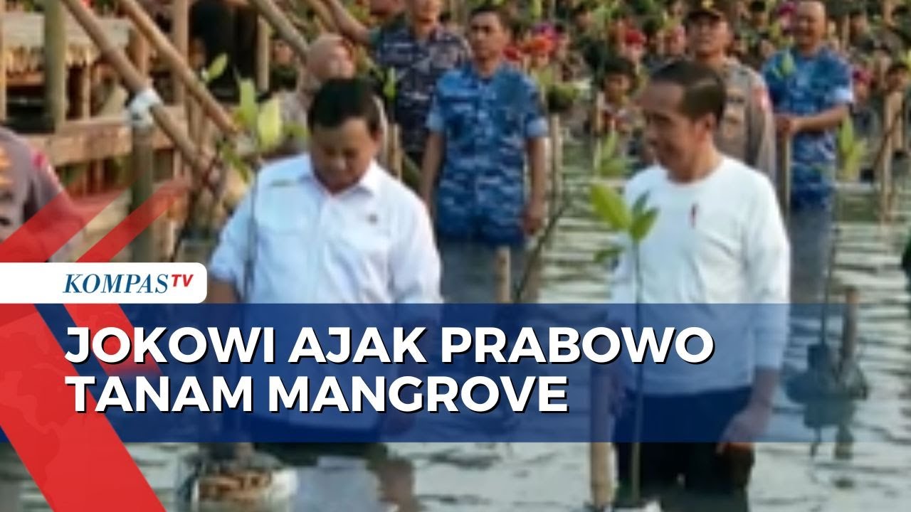 Momen Jokowi Tanam Mangrove di Taman Wisata Alam Angke Kapuk Bersama ...