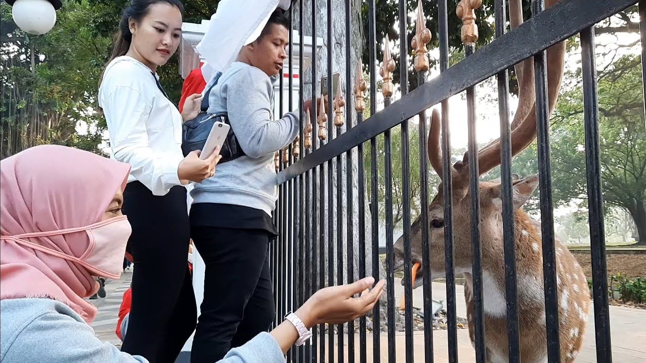 Ngasih Makan Rusa Istana Bogor | Keliling Kebun Raya Bogor Part 2 - YouTube