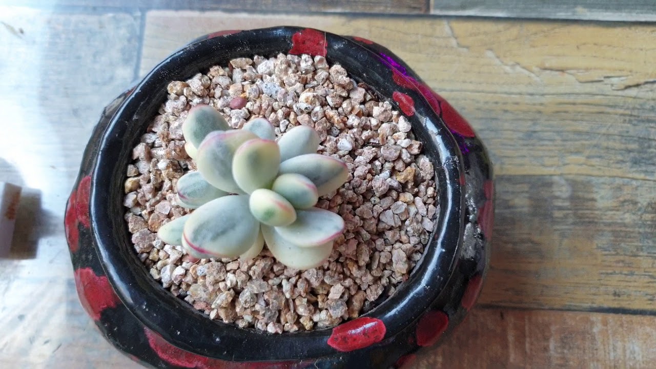 방울복랑금 식물이좋아요인기동영상숙다육티비다육식물 다육이키우기 다육이들 다육이 多肉植物 Succulents