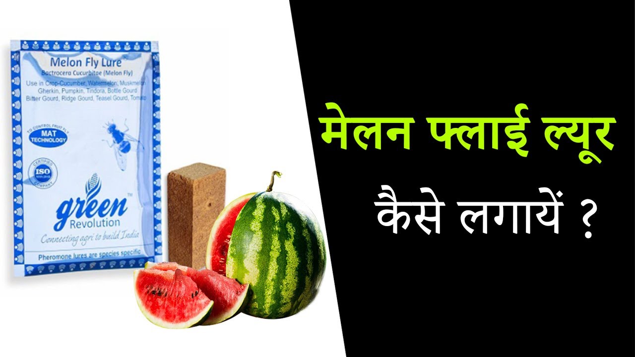 Melon Fly Lure - Pack of 10 - Rs. 600 | मेलन फ्लाई ल्यूर - रु 600/- (10 का पैक) @BehtarZindagi ...