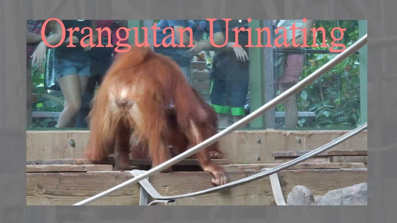 Monkey Peeing - YouTube
