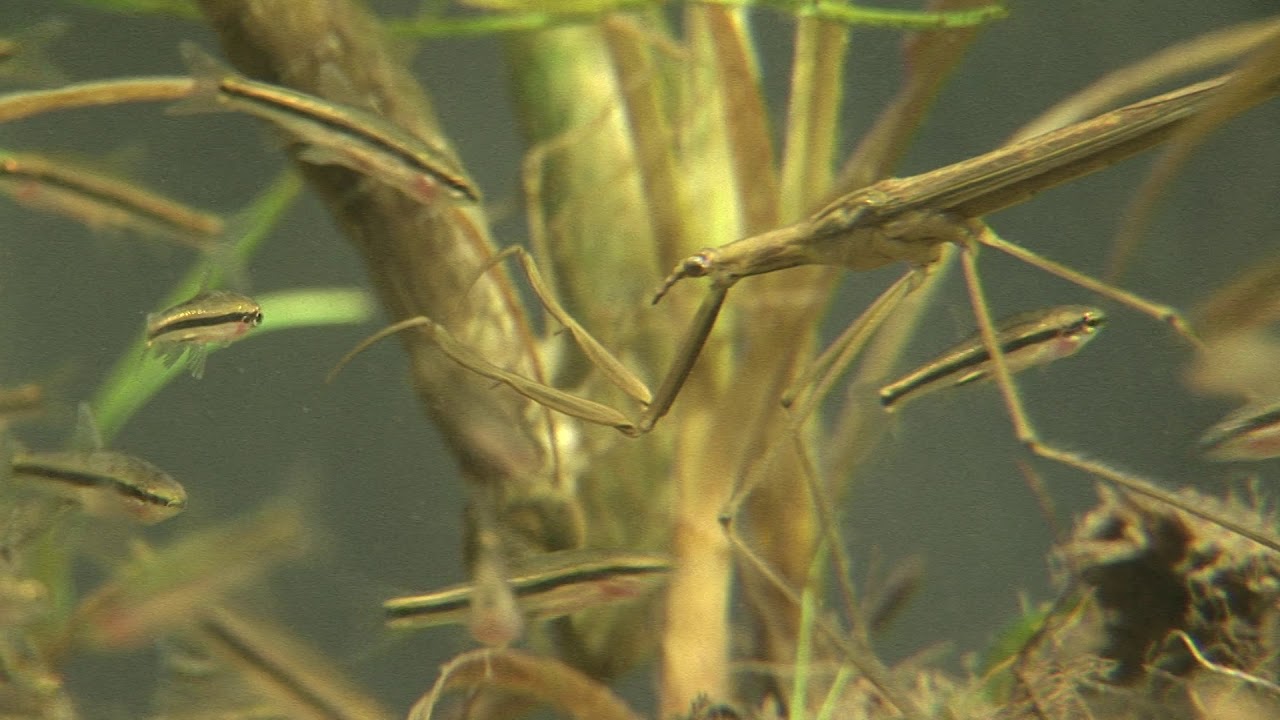 물고기 사냥꾼 개아제비 Ranatra chinensis - YouTube