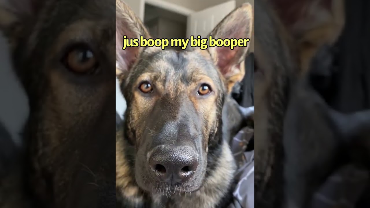 Emotional Support Canadian Doggos - YouTube