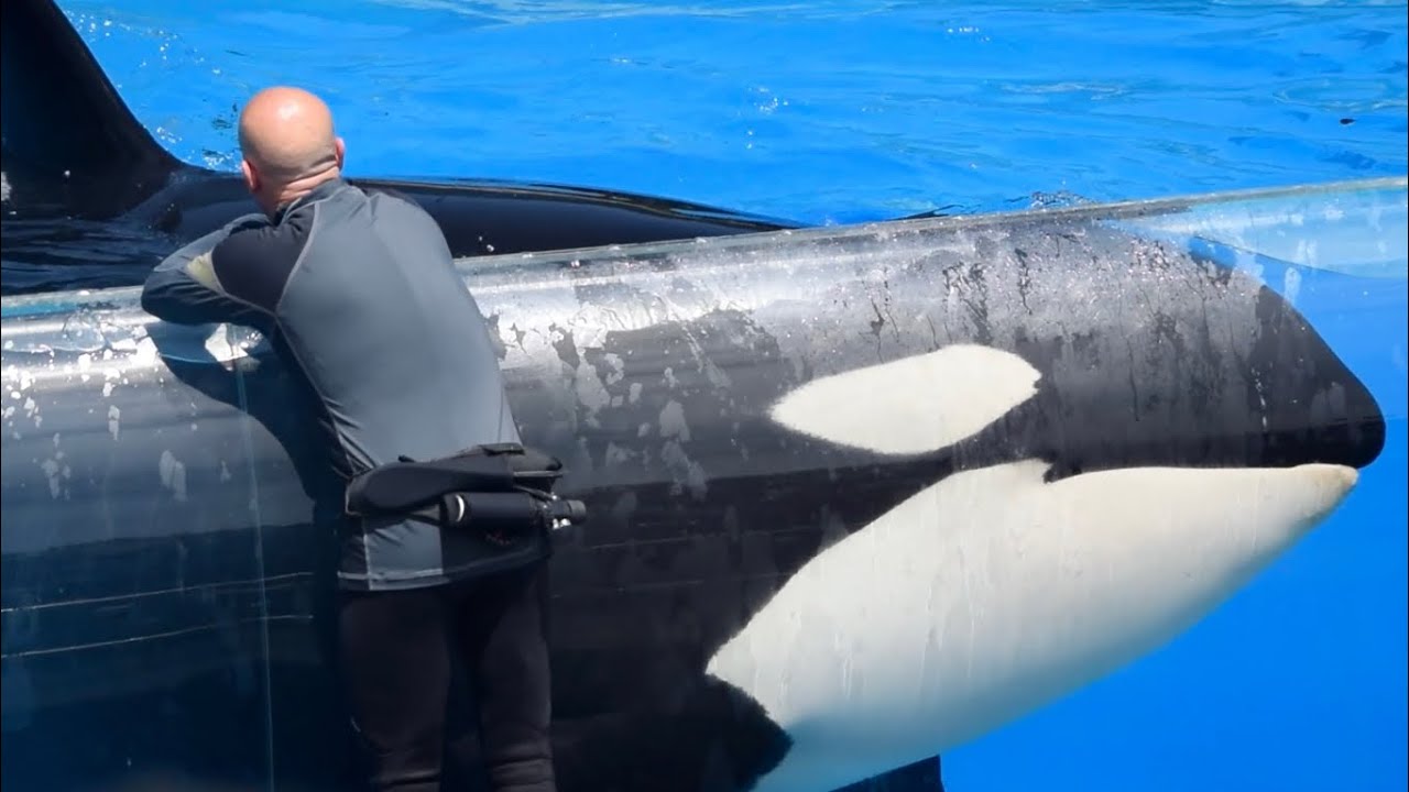 Orkid during Orca Encounter at SeaWorld California San Diego 2022 - YouTube