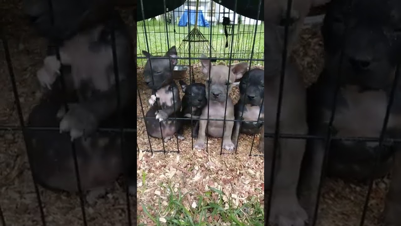 6x The Tank blood @Tee The Dog Man - YouTube