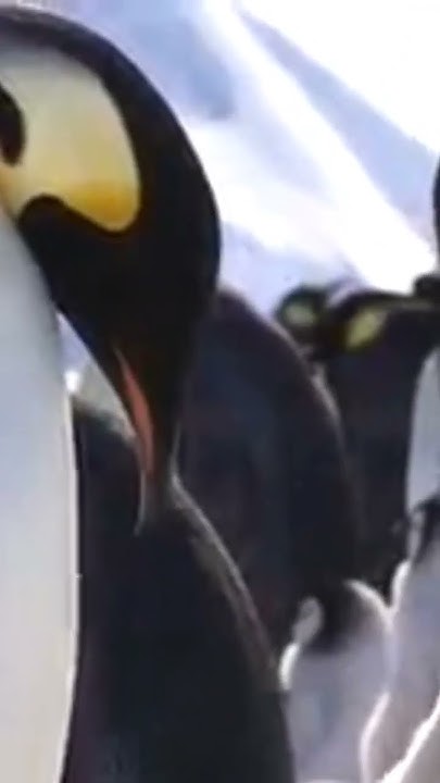 The penguin - YouTube