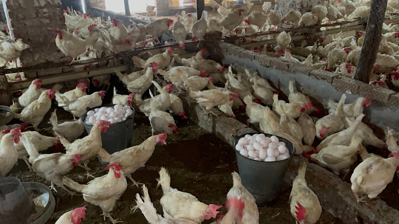 Hen Farming | Hen Farming Business | Hen Farm | Part 270 - YouTube