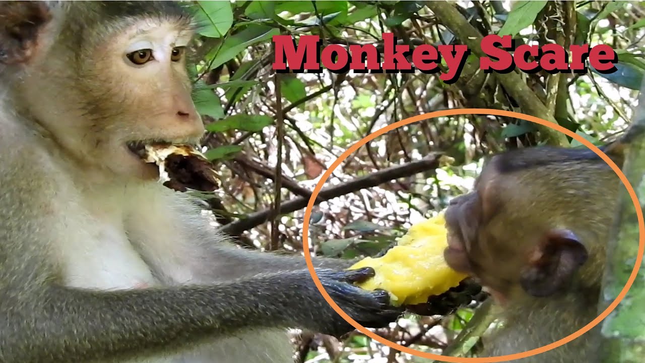 Pity Monkey Scare Her Mom Fight So Monkey Not Yet Request Mango From ...
