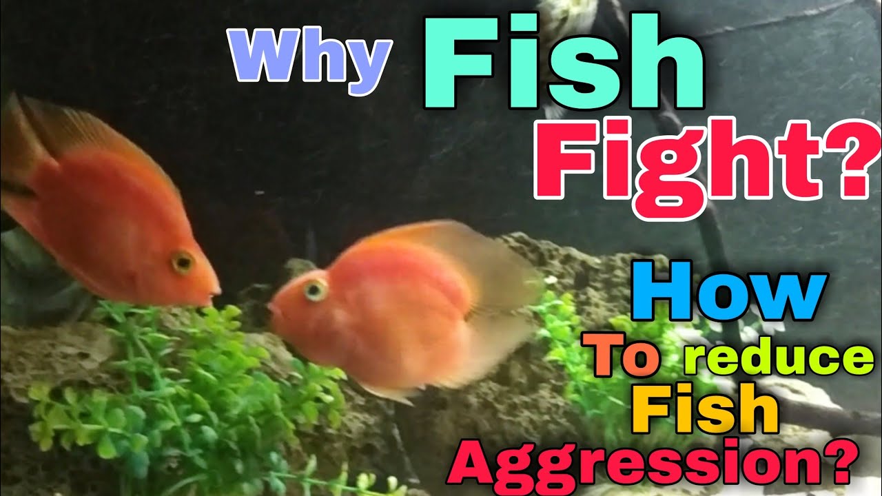 HOW TO REDUCE PARROT FISH FIGHT? PARROT FISH KE BICH ME FIGHT KO KESE ...