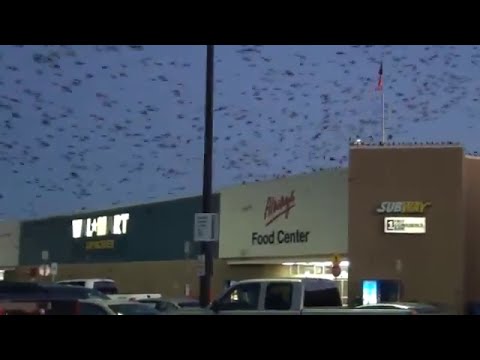 The Birds of WalMart (PART 2) - YouTube