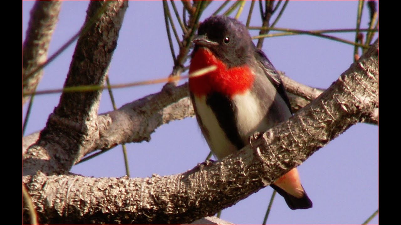 MISTLETOE, POSSUMS & THE MISTLETOE BIRD - PITTWATER ECOWARRIORS # 7, 720p - YouTube